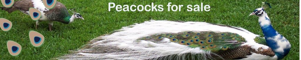 Home Peacocks and peahens for sale contact, basic information